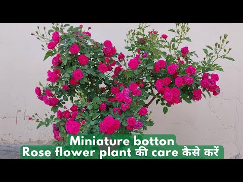 Button Rose Mein 100+ Phool | Care Ka Asli Sach - YouTube