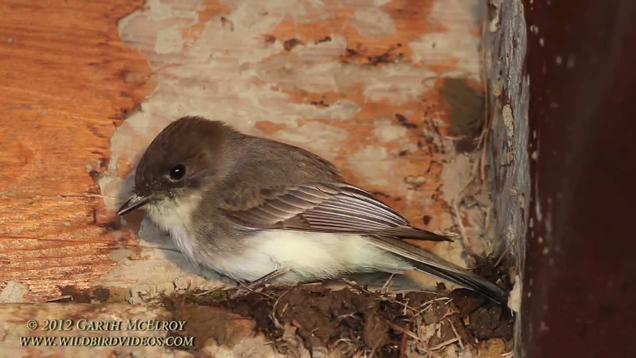 Eastern Phoebe Nest What Is That … Nest? | The Millstone