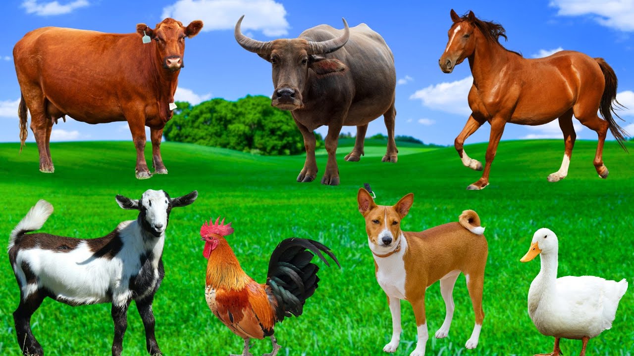 Learn About Farm Animals - Cows, Chickens, Goats, Buffaloes, Horses ...