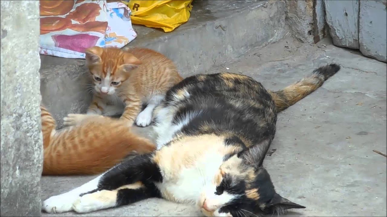 FEROCIOUS CATS - YouTube