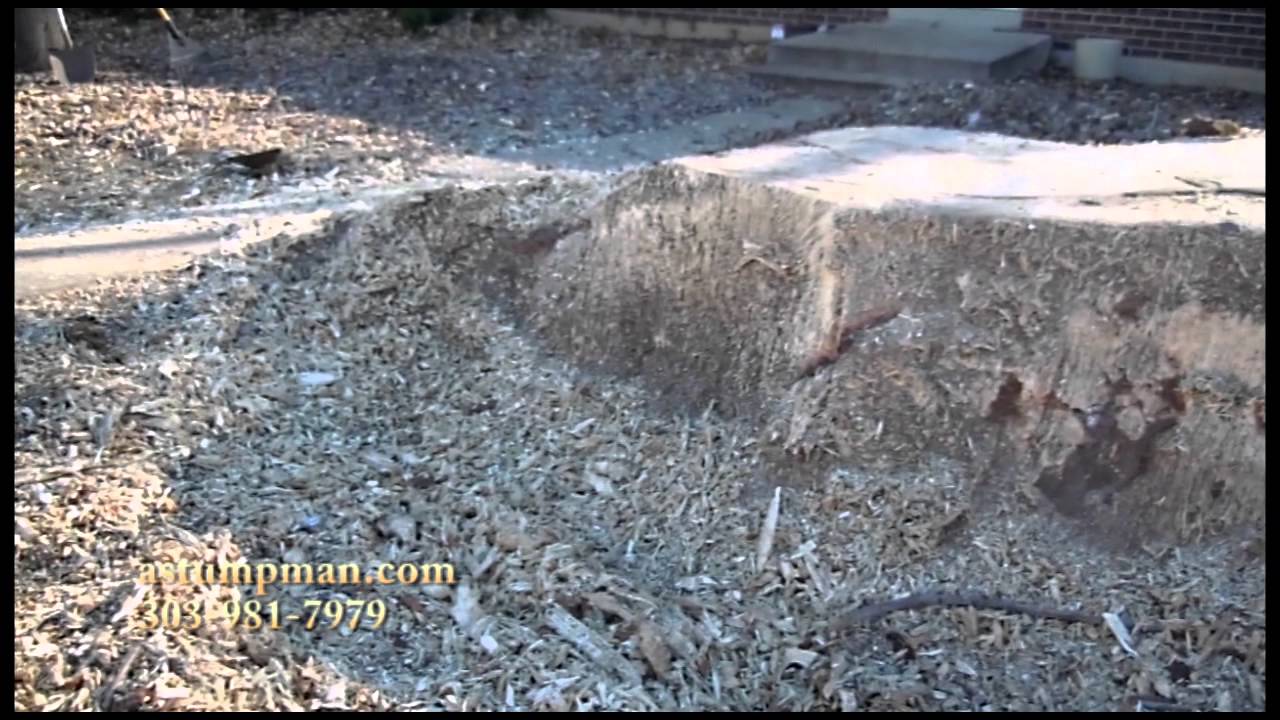 Tree Stump Removal Silver Maple & Root Damage to Sewer Line & Concrete ...