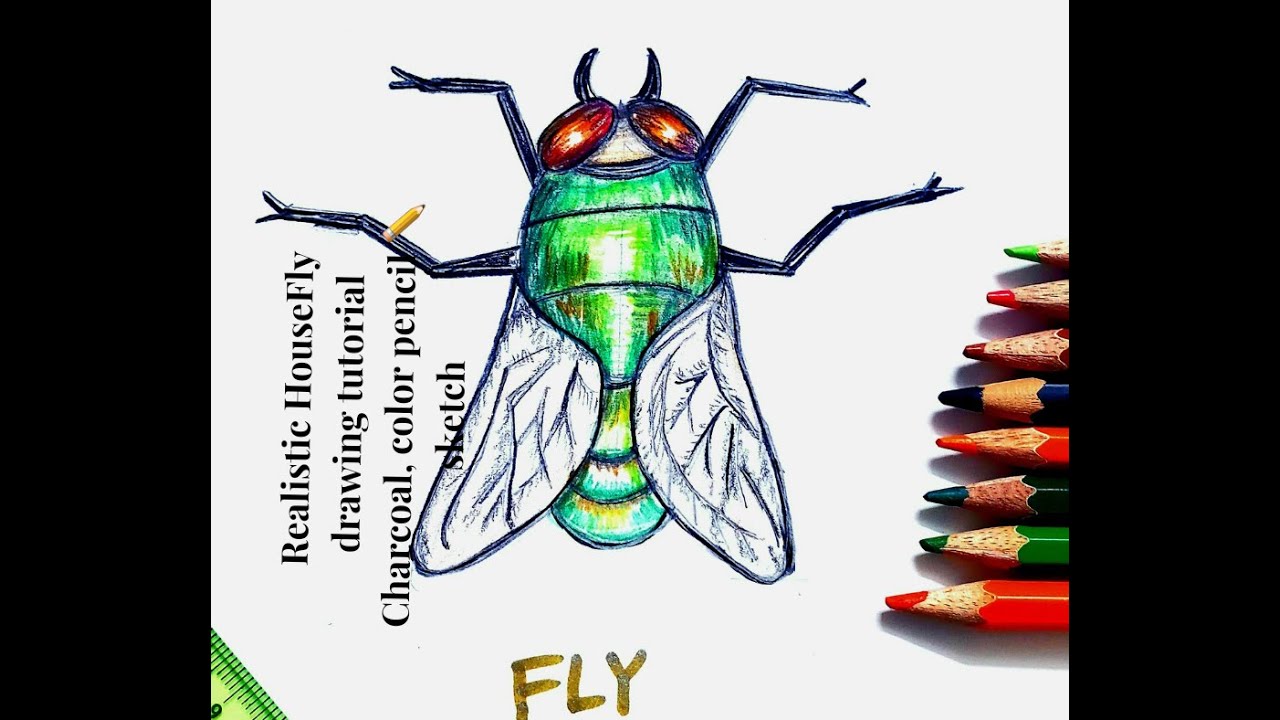 How to Draw Realistic 🪰House Fly / Easy Tutorial for Beginners👉 - YouTube