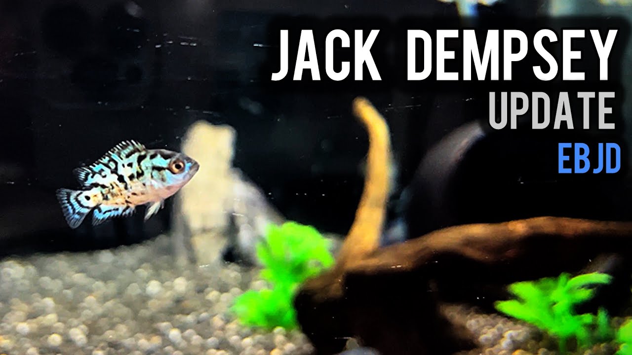 Jack Dempsey EBJD Fish Update | Growth & Care Tips in Hindi/Urdu ...