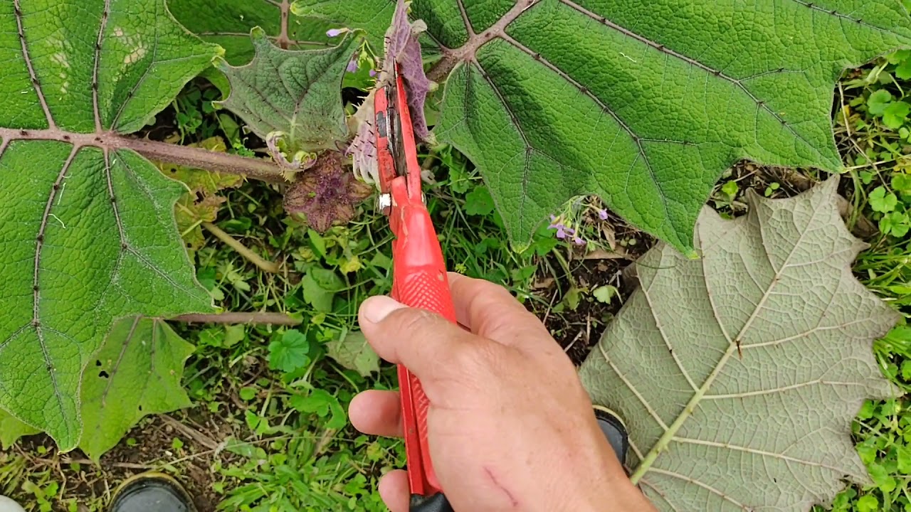 poda de formación en lulo. primera poda . - YouTube