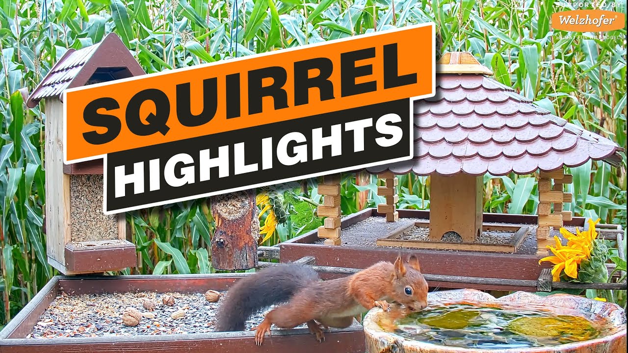 Squirrel Highlights Okt. 2021 - Recke, Germany - YouTube