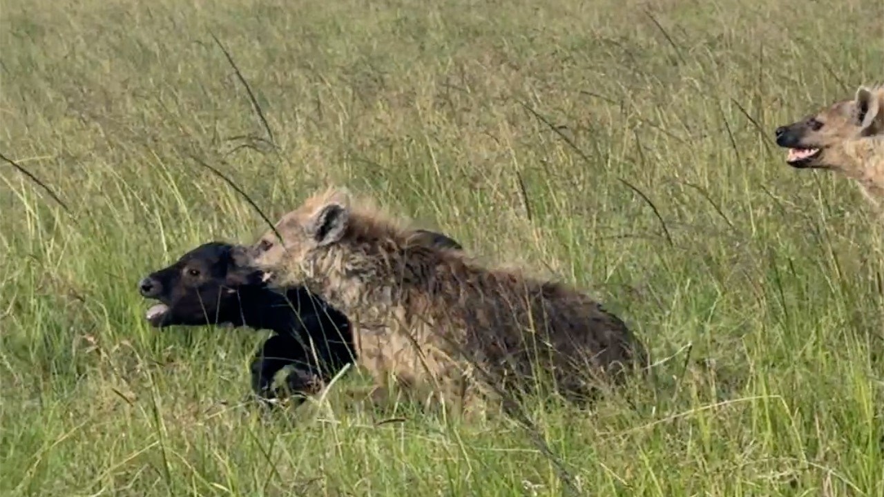 Hyenas hunt a buffalo calf and have to defend it - YouTube