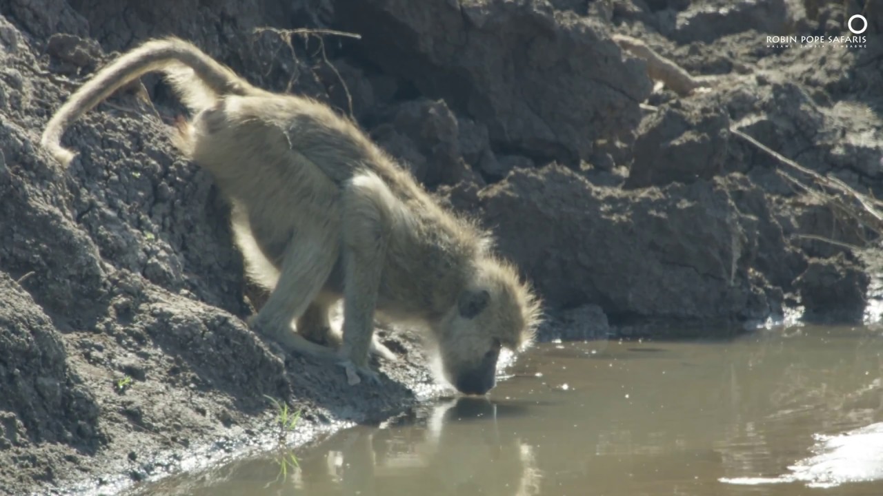 Safari Diaries: Flying Baboons - YouTube
