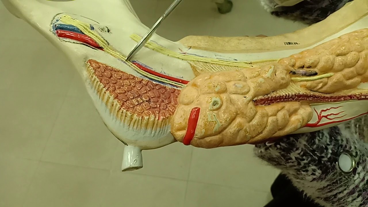 Practical Anatomy - GIT Module - Giant Mandible - YouTube