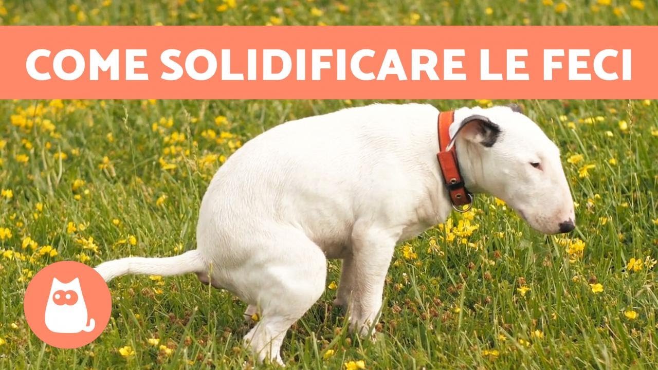 FECI MOLLI del cane 🐕💩 Come rimediare? - YouTube
