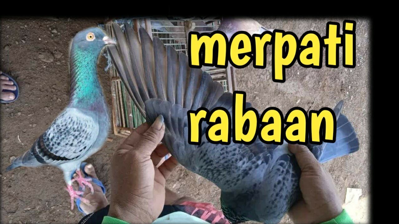 Peliharalah!!! jika menemukan merpati bagus stut kenceng rabaan paket ...