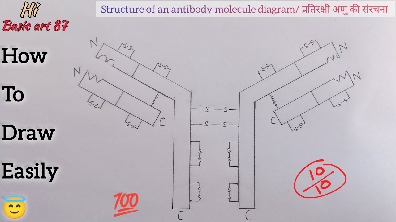 How to draw structure of an antibody molecule diagram step by step for ...