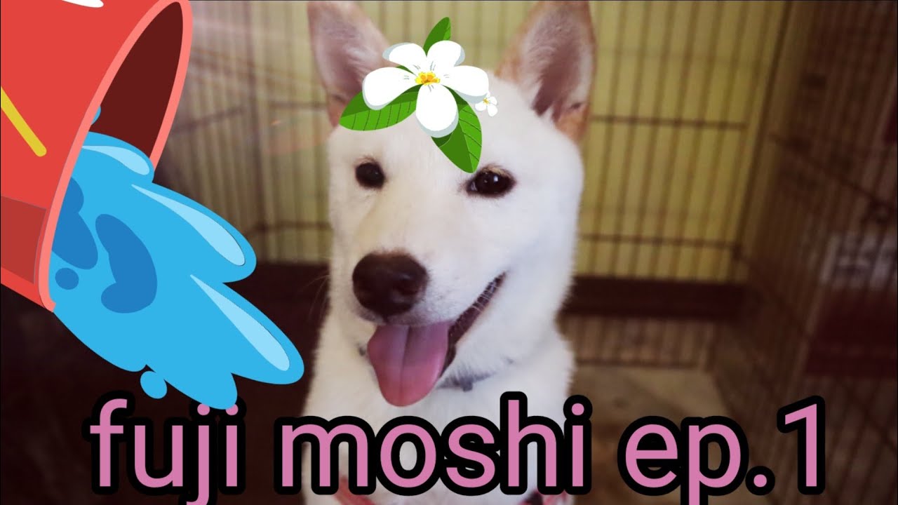 Moshi Fuji EP.1 too cuteeeee | Japan and Dogs Show - YouTube