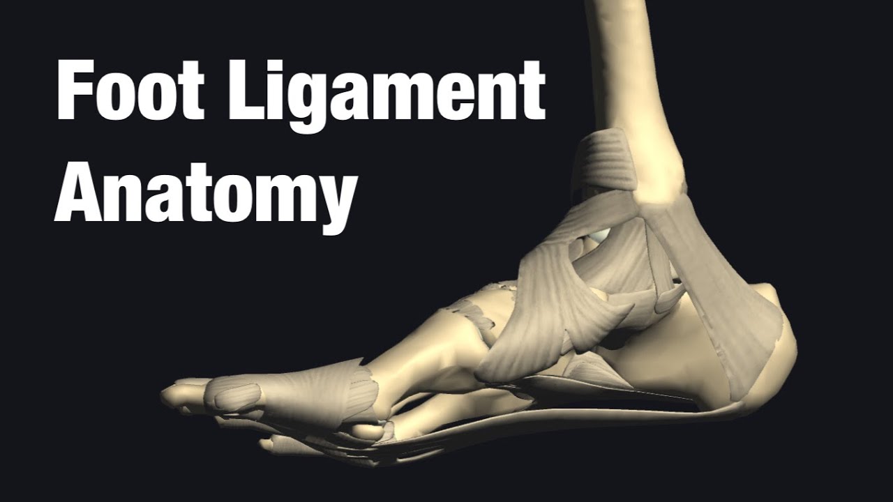 Anatomy of ligament for ankle sprain - YouTube