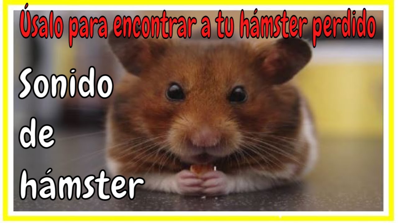 Sonido de Hamster Sound Effect Hamster - YouTube