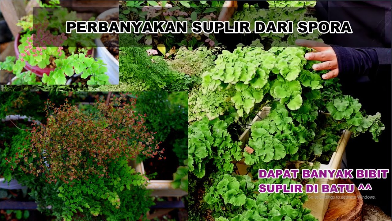PEMBIBITAN SUPLIR DARI SPORA!! PANEN TANAMAN SUPLIR LIAR TUMBUH DI BATU ...