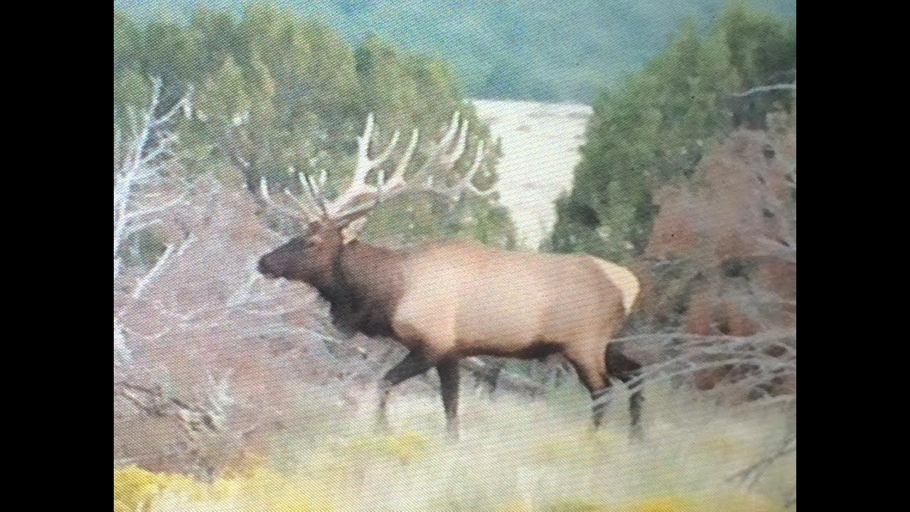 "Giant 9x8...Arizona Archery Bull Elk"...With Pope and Young Hall of ...