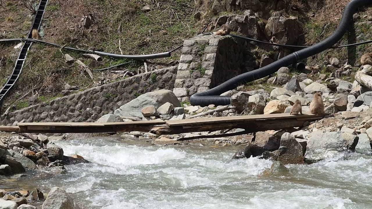 Baby macaque monkey crossing bridge @ snow monkey park, Japan - YouTube