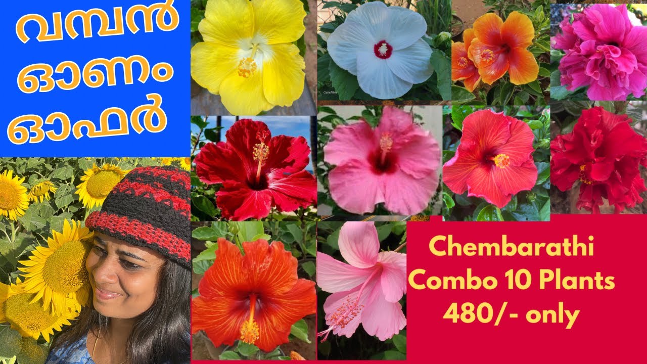 Onam Offer/ Chembarathi Combo/ 10 plants 480 only/ Hibiscus combo offer ...