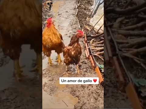 Un amor de gallo - YouTube