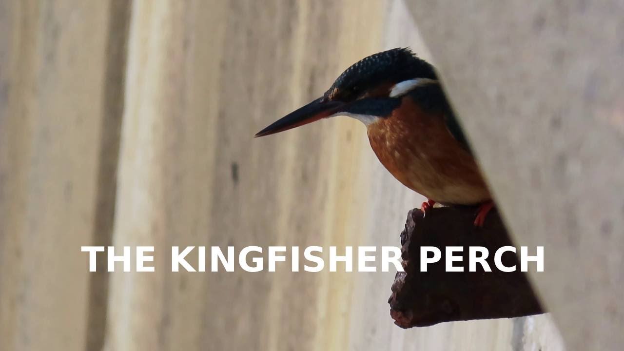 The Kingfisher Perch - YouTube