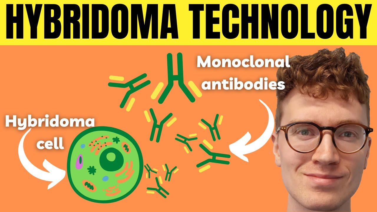3 Steps of Hybridoma Technology (Monoclonal Antibody Production) - YouTube