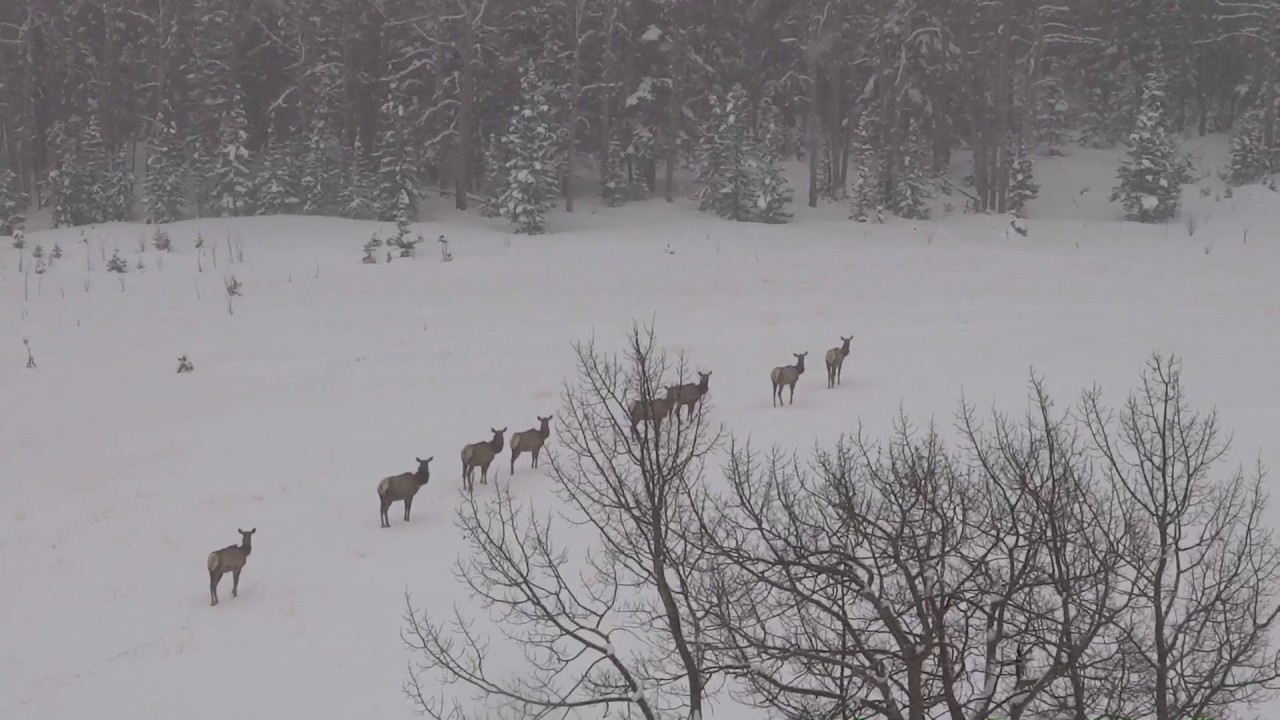 Elk moving through the storm. - YouTube