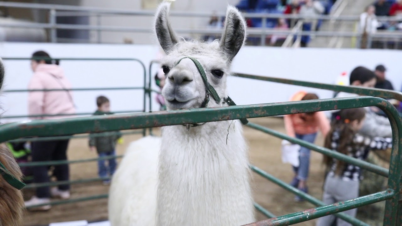 Llamas Hanging Out at the Pennsylvania Farm Show 2020 - YouTube