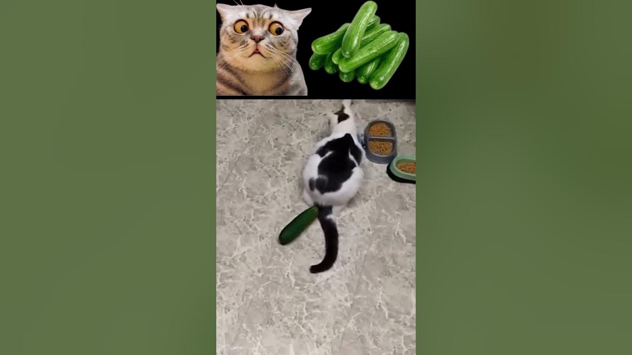 Why are cats afraid of cucumbers?_Cat facts_Amazing facts about cats. # ...