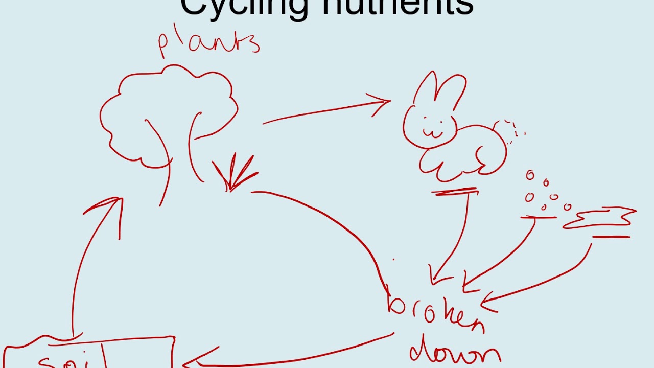 B17.2 Materials Cycling - AQA GCSE Biology - YouTube
