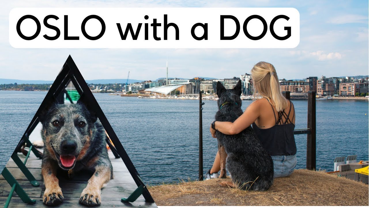 Norway Travel Guide // Oslo - Sightseeing with Your Dog - YouTube