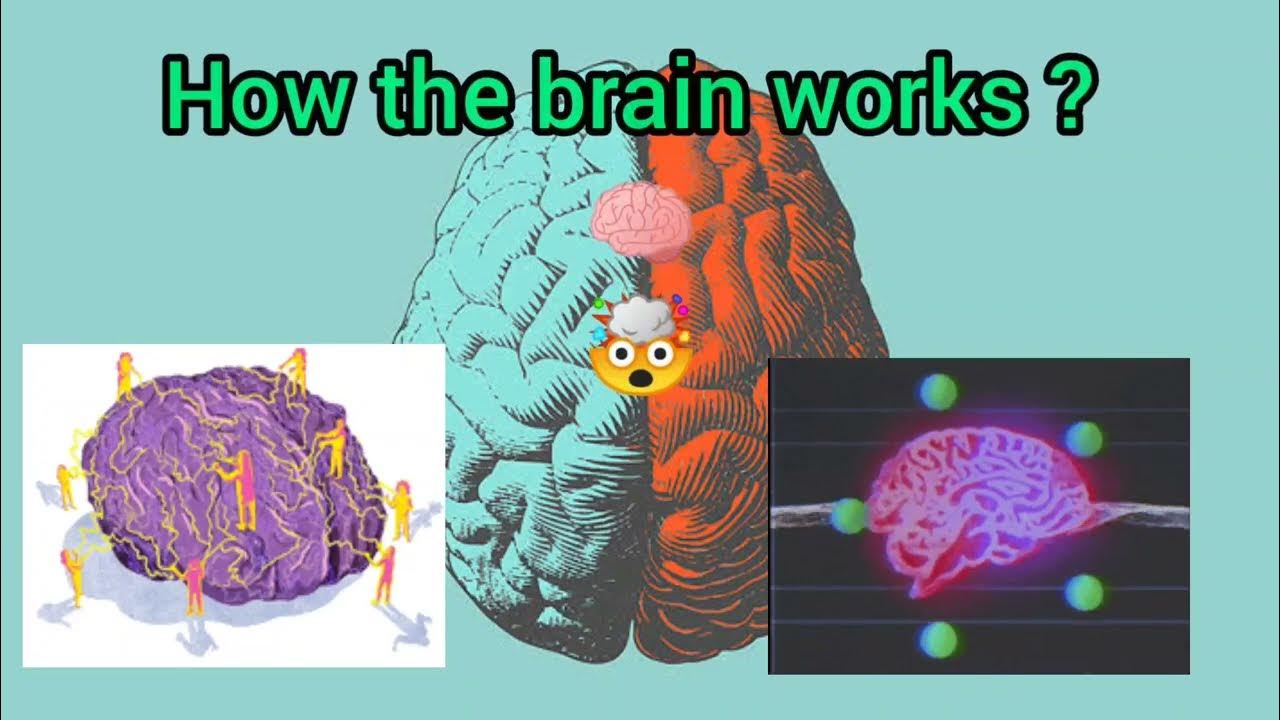 learn english basic-How Does Our Brain Work? | Simple Explanation ...