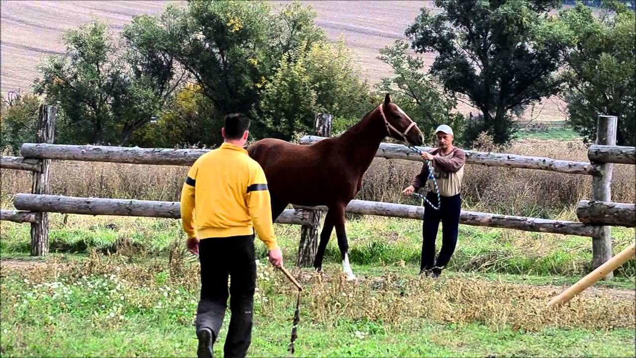 Akhal-teke Marburg (first jumping) - For sale - YouTube