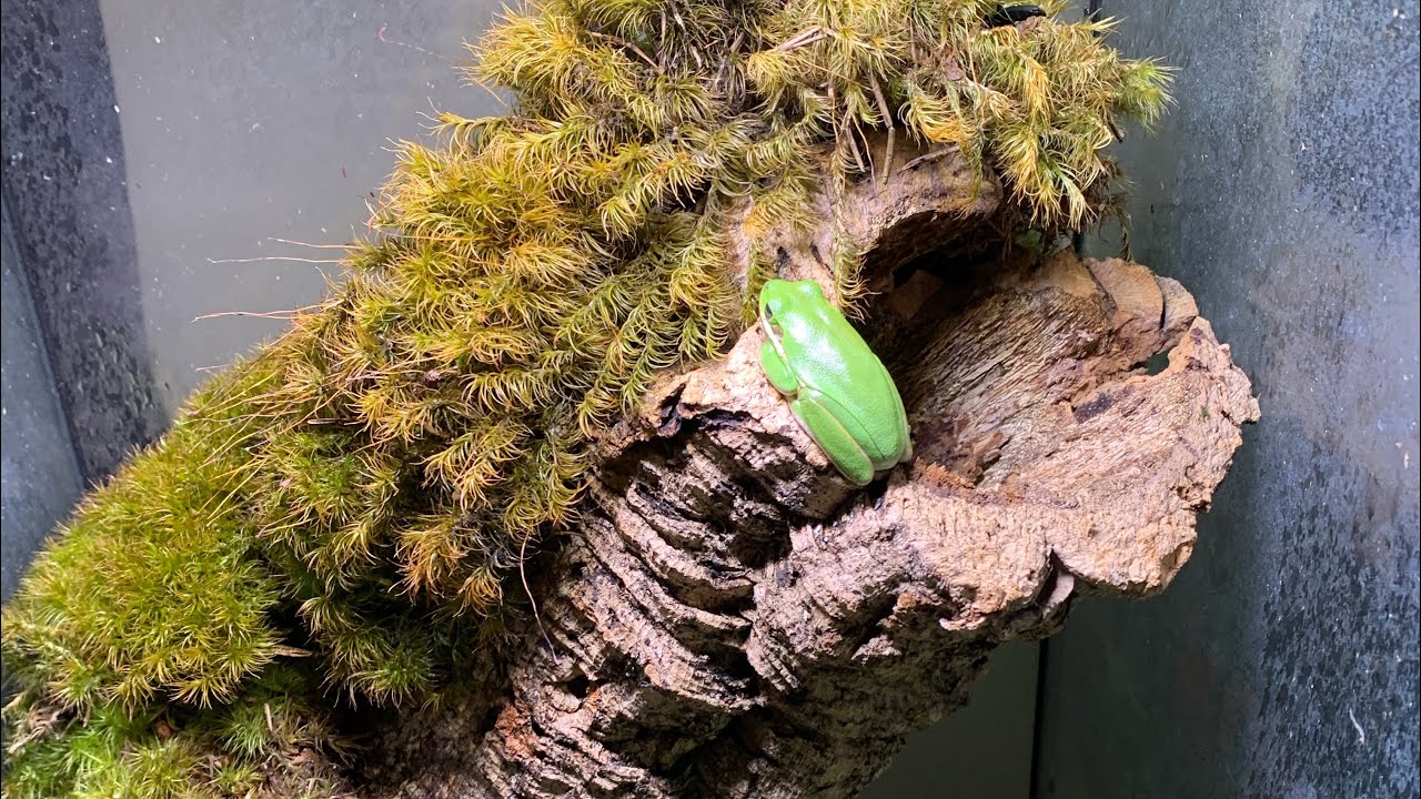 Green tree frog bioactive setup 2 months update - YouTube