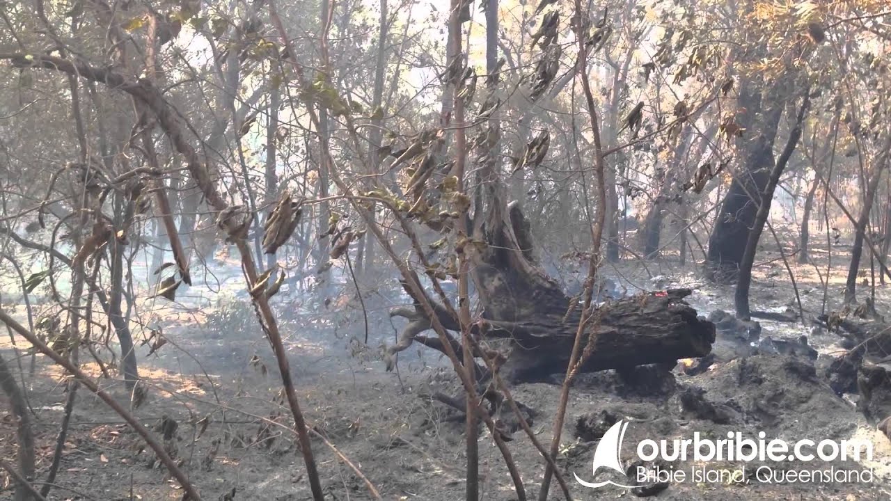 After the fire: Bribie Island Bushfire aftermarth - YouTube