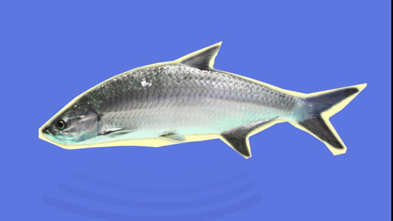 ¡Bienvenidos inmigrantes! El sábalo | Parque Explora - YouTube