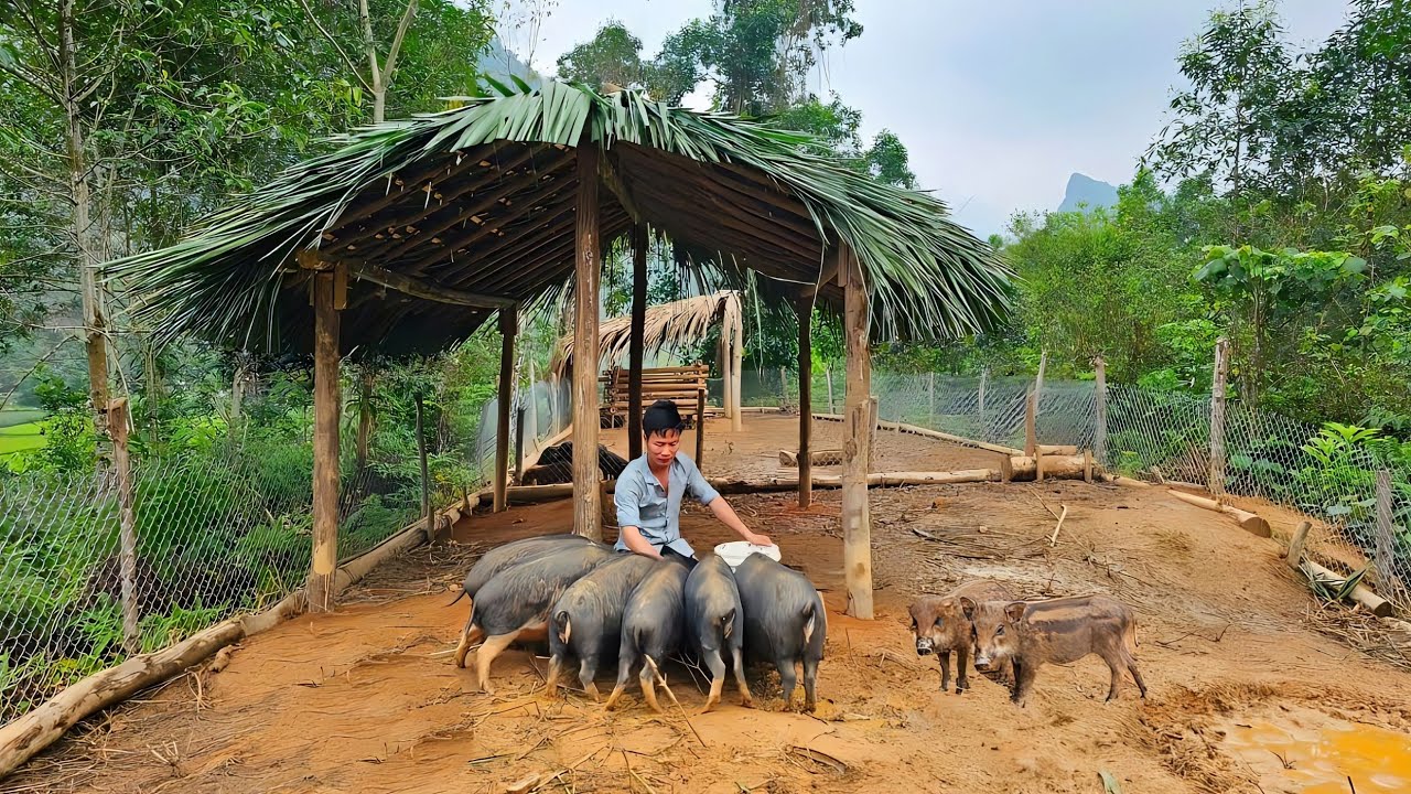 Build a house for only 5 usd - Wild boar taming project - YouTube