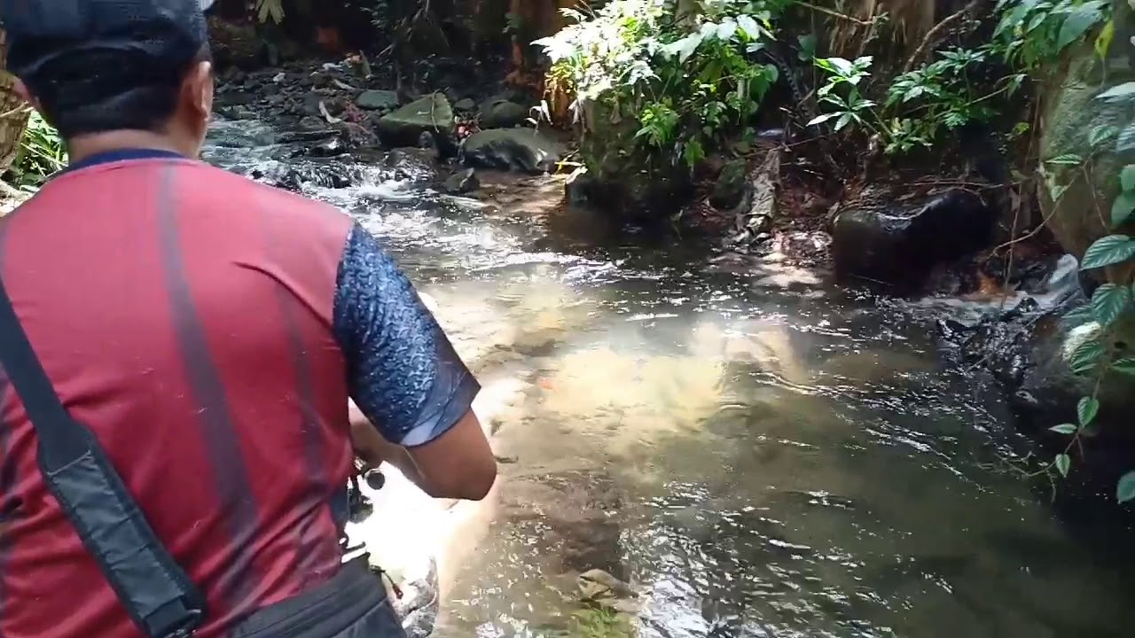 Casting ikan kotes (channa gachua) - YouTube