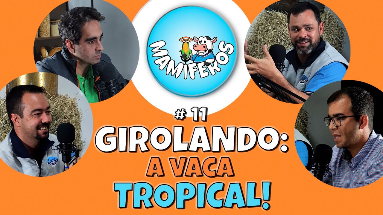 GIROLANDO: A VACA TROPICAL | Mamíferos Podcast #11 - YouTube