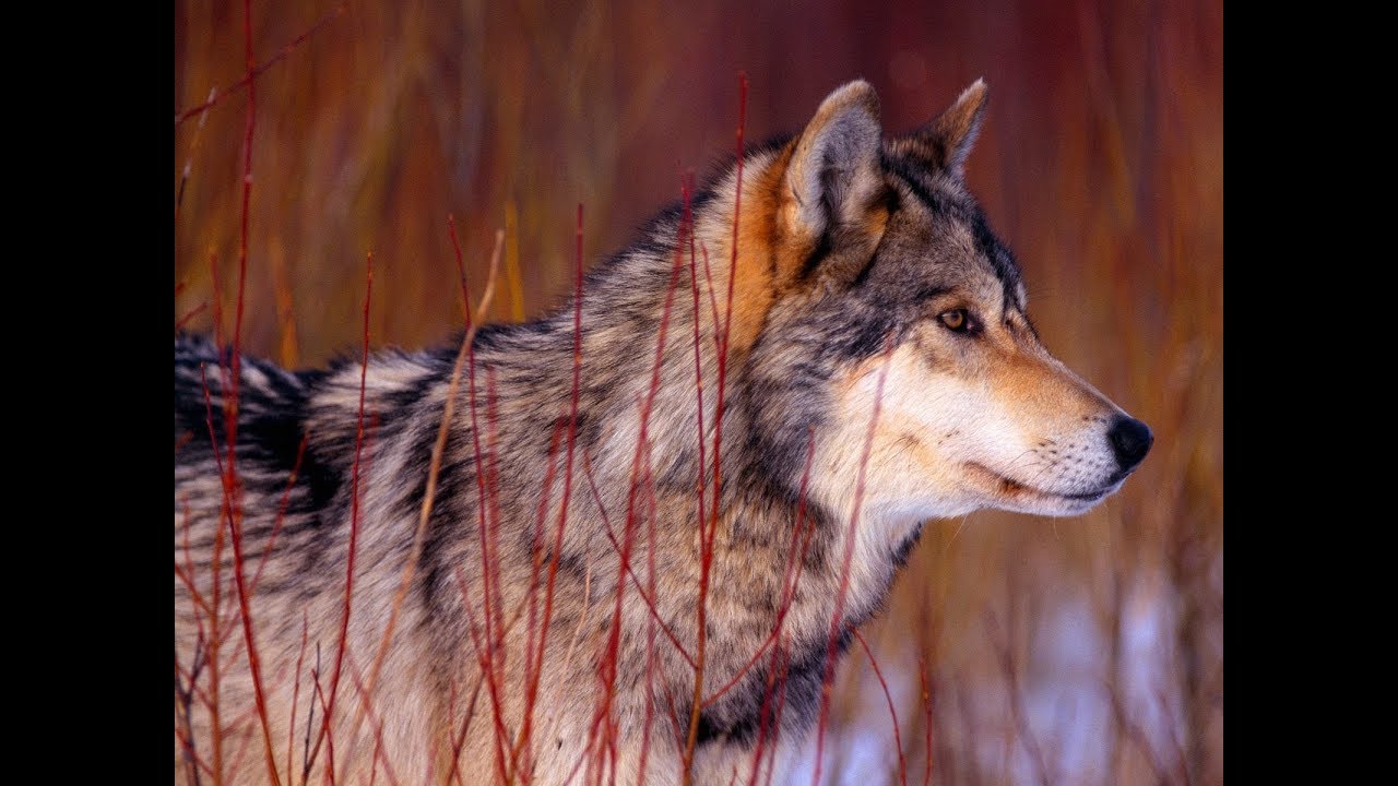 How embarrsing shifting can be for Wolf Therians - YouTube