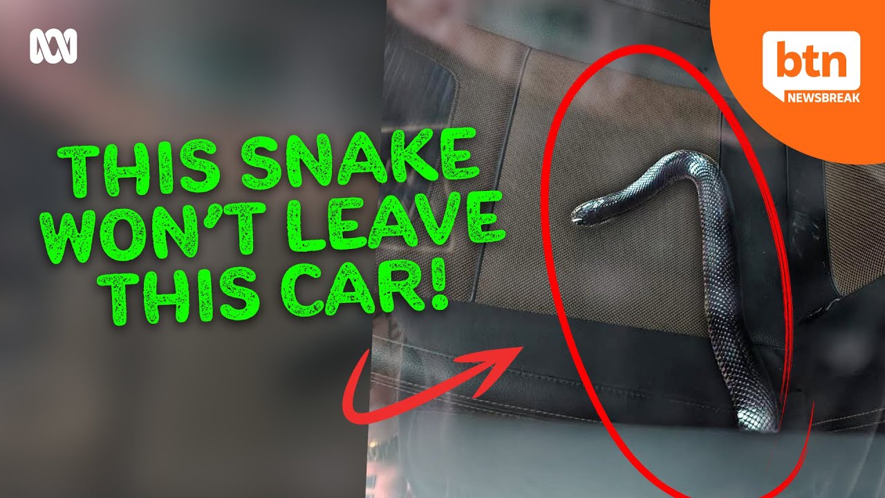 Why This Snake Won't Leave This Car - YouTube