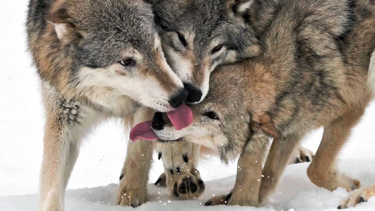 A Discussion on Being Animal - YouTube