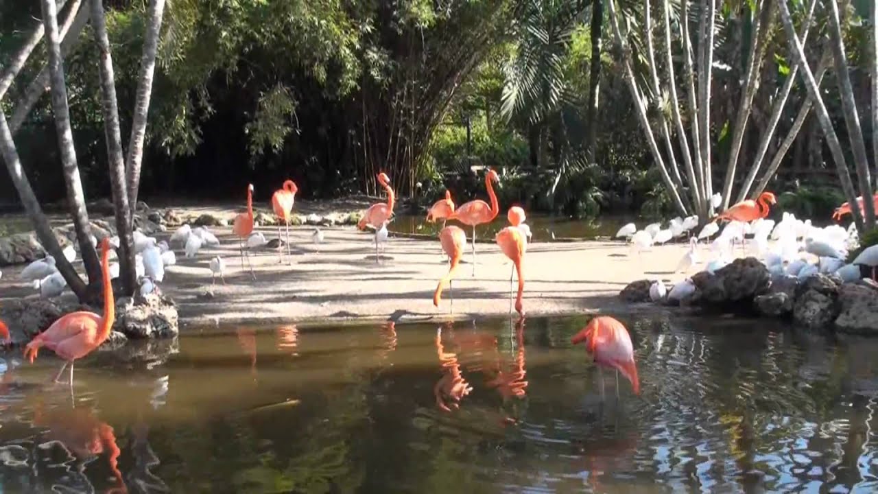 Flamingo Gardens - YouTube