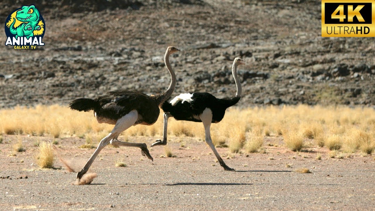 Cute Ostrich Sound | Cute Ostrich | Animal Sounds for Children | Animal ...