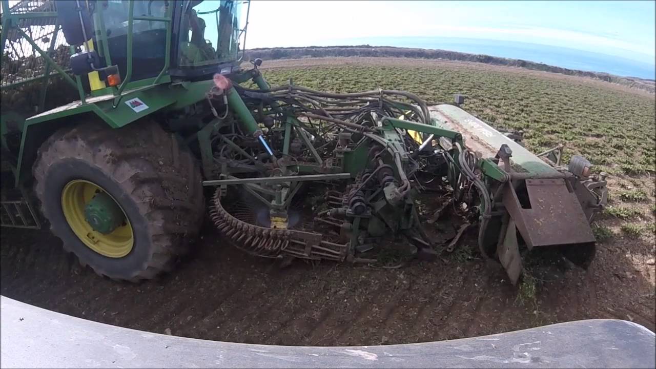 Fodder beet harvest 2016 - YouTube