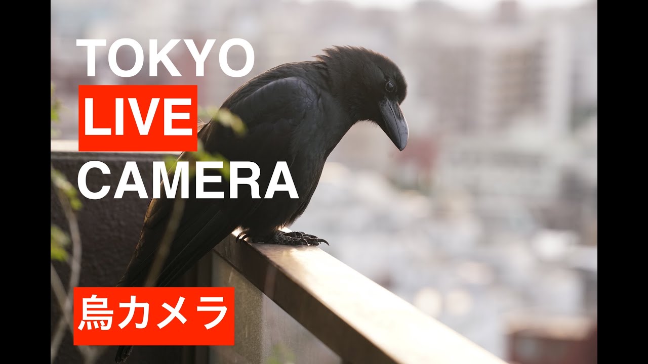 TOKYO LIVE STREAM - CROWS IN SHIBUYA - YouTube