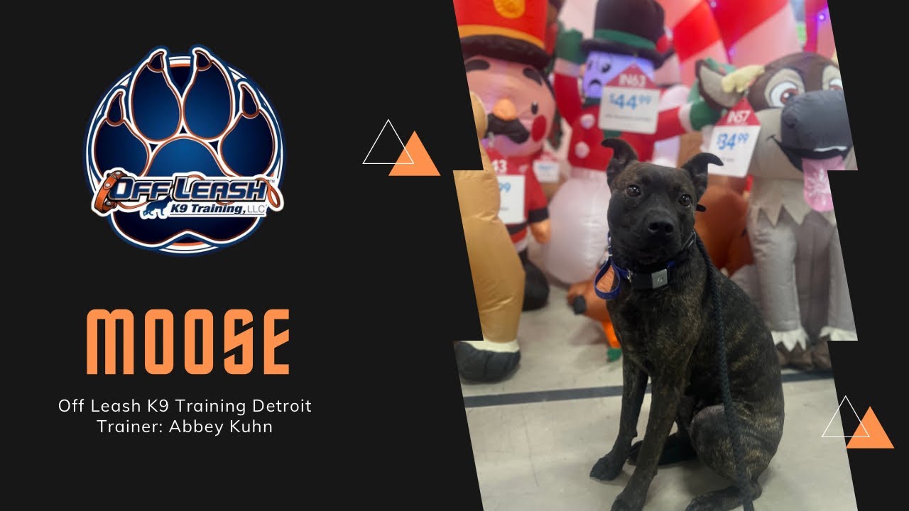 Moose | Anxious to Confident | Detroit Trainer Abbey Kuhn - YouTube