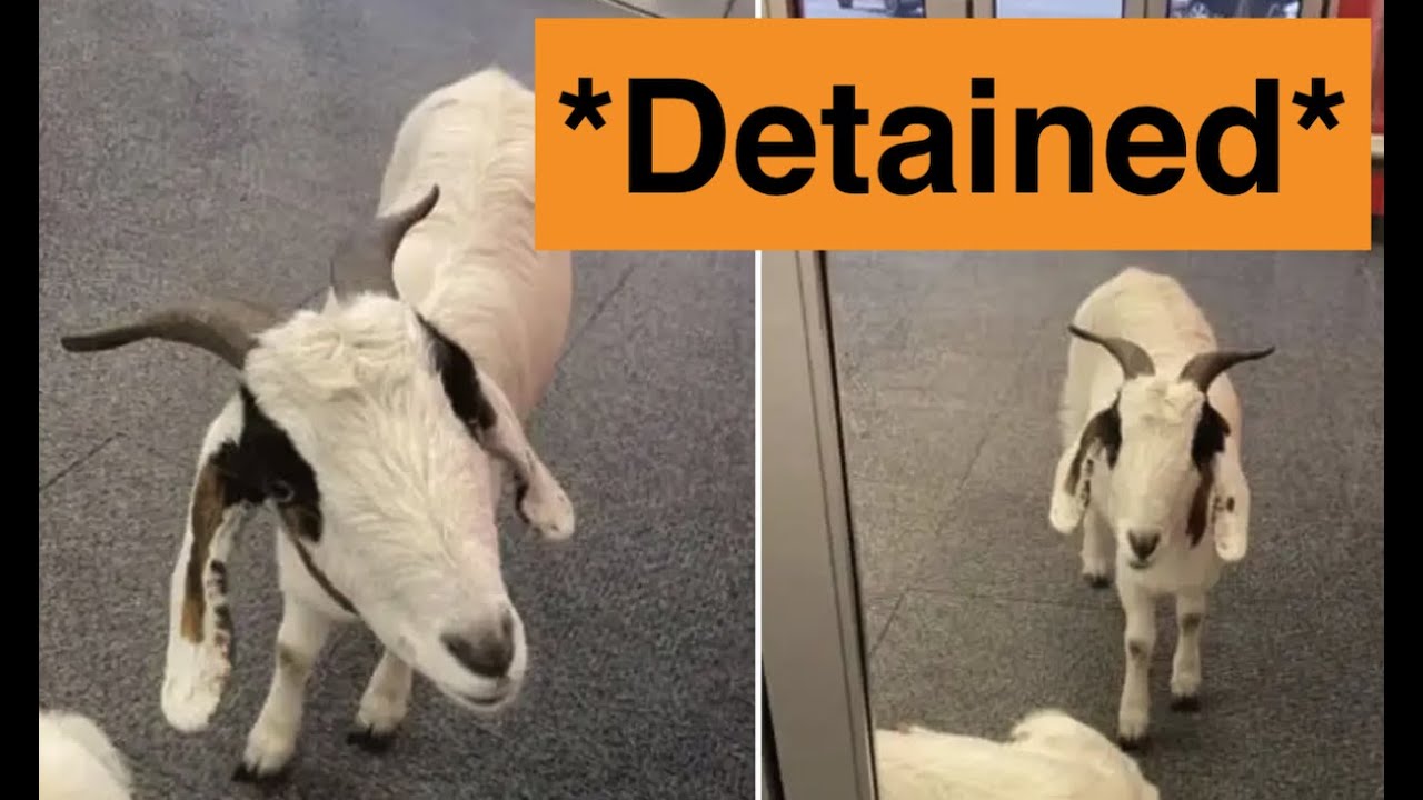 Police Detain GOATS - YouTube