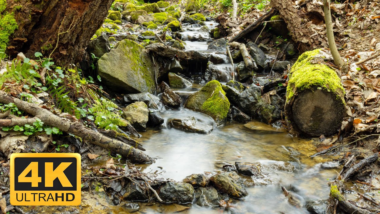 Tranquil Spring Stream: Birds Song & Stream Sounds - 4K Nature - YouTube