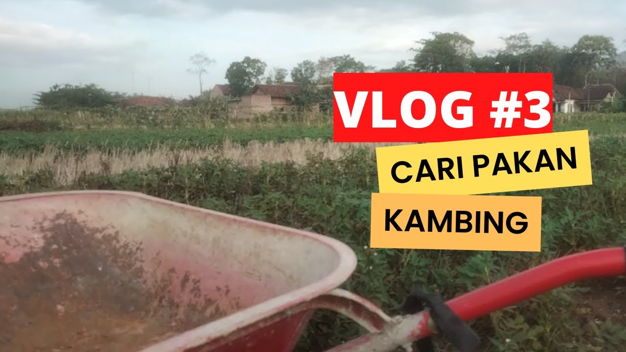 Cari Makan Buat Caca, Cici, dan si Jantan Rakus - Edisi VLOG #3 - YouTube