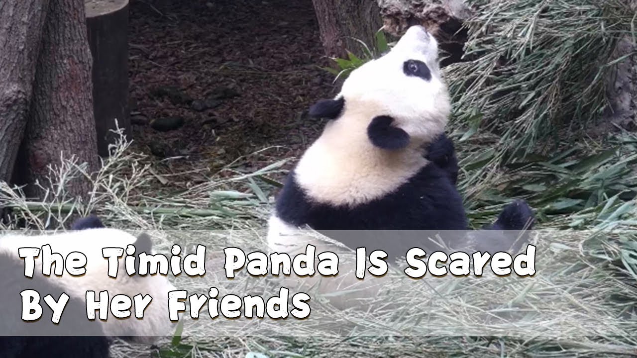 The Timid Panda Is Scared By Her Friends | iPanda - YouTube
